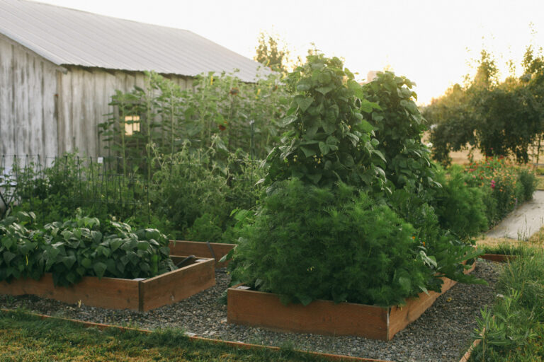 How to plan a beautiful, bountiful garden - Potager Online