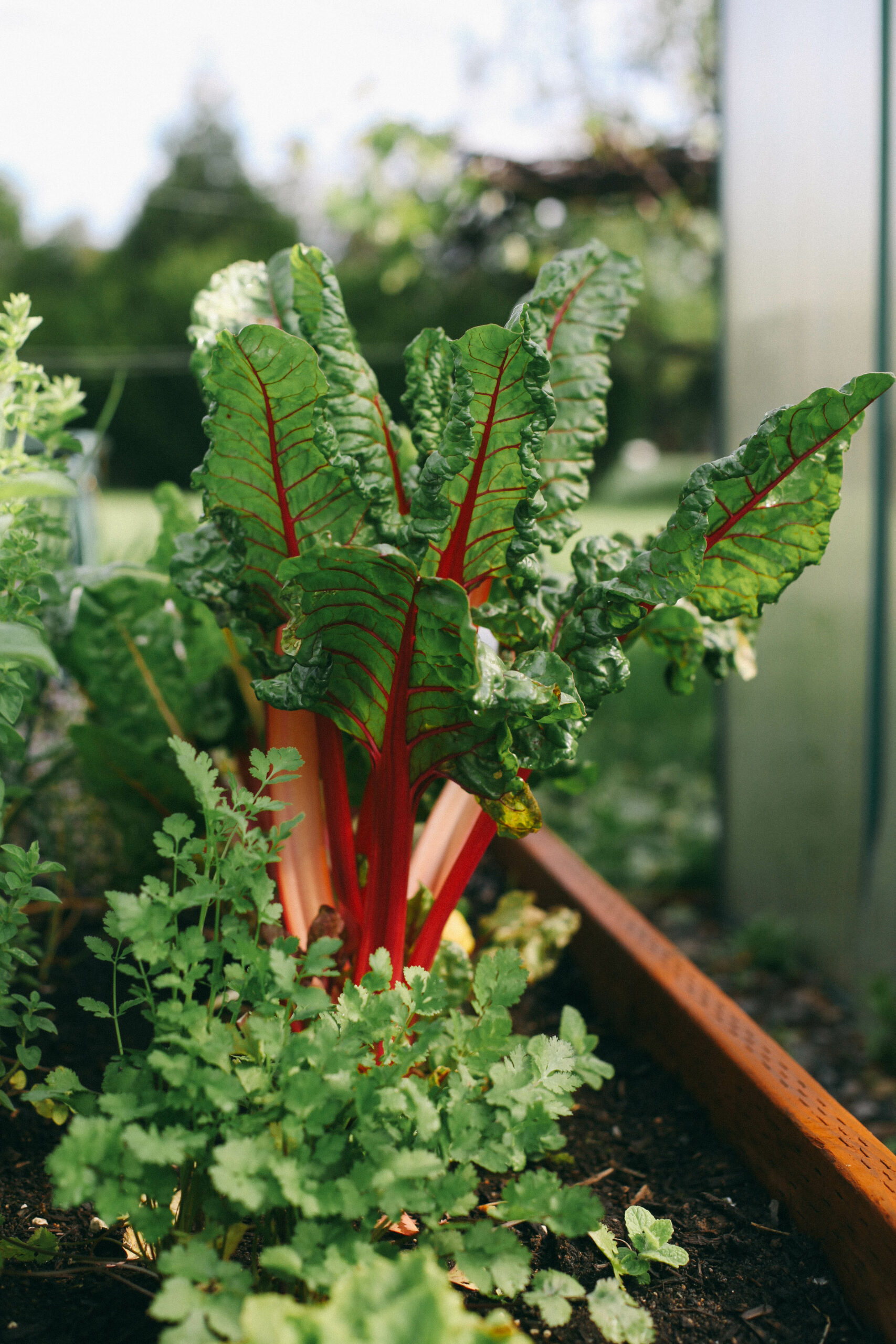 How to plan a beautiful, bountiful garden - Potager Online