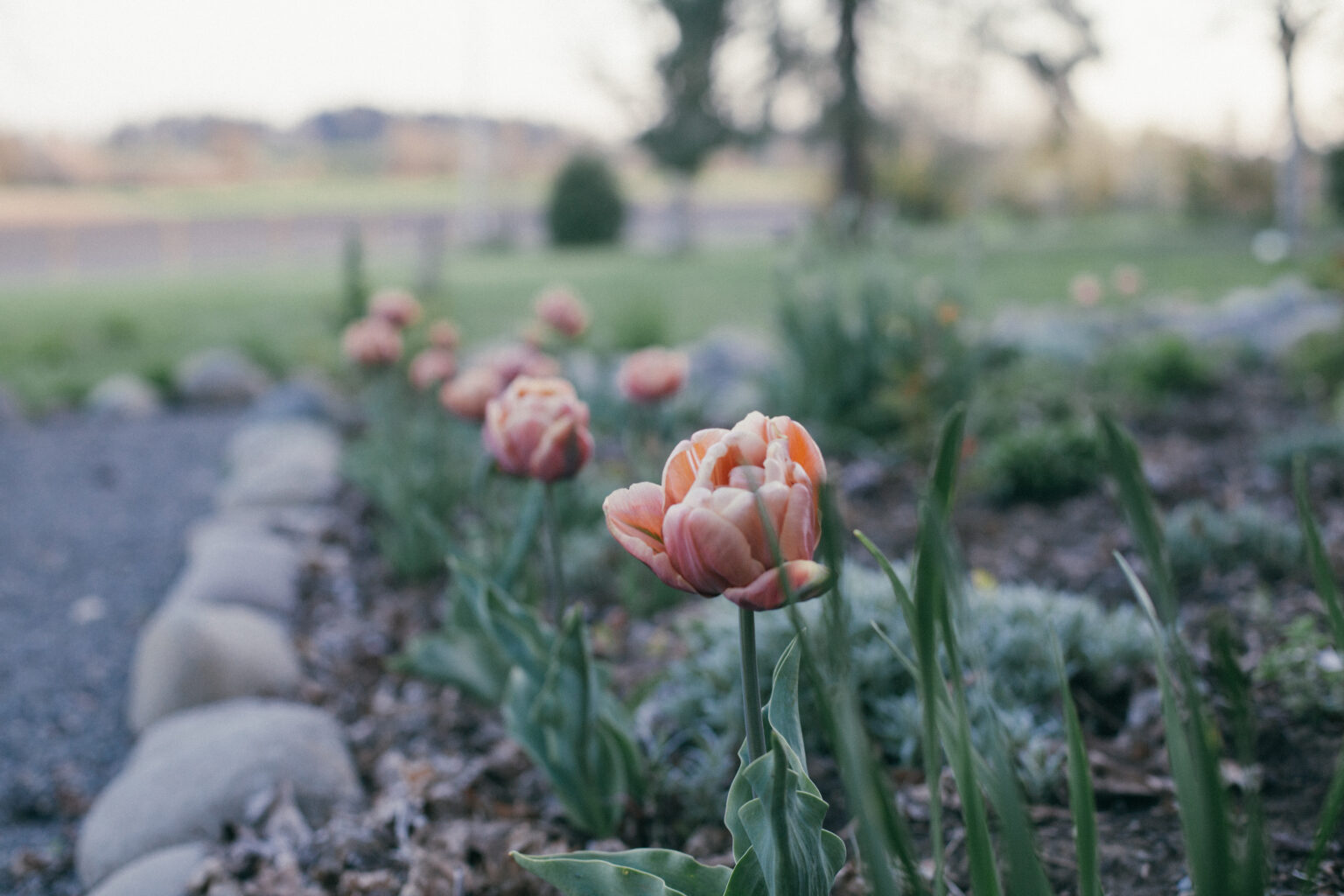 Six Spring flowers you don’t want to miss - Potager Online