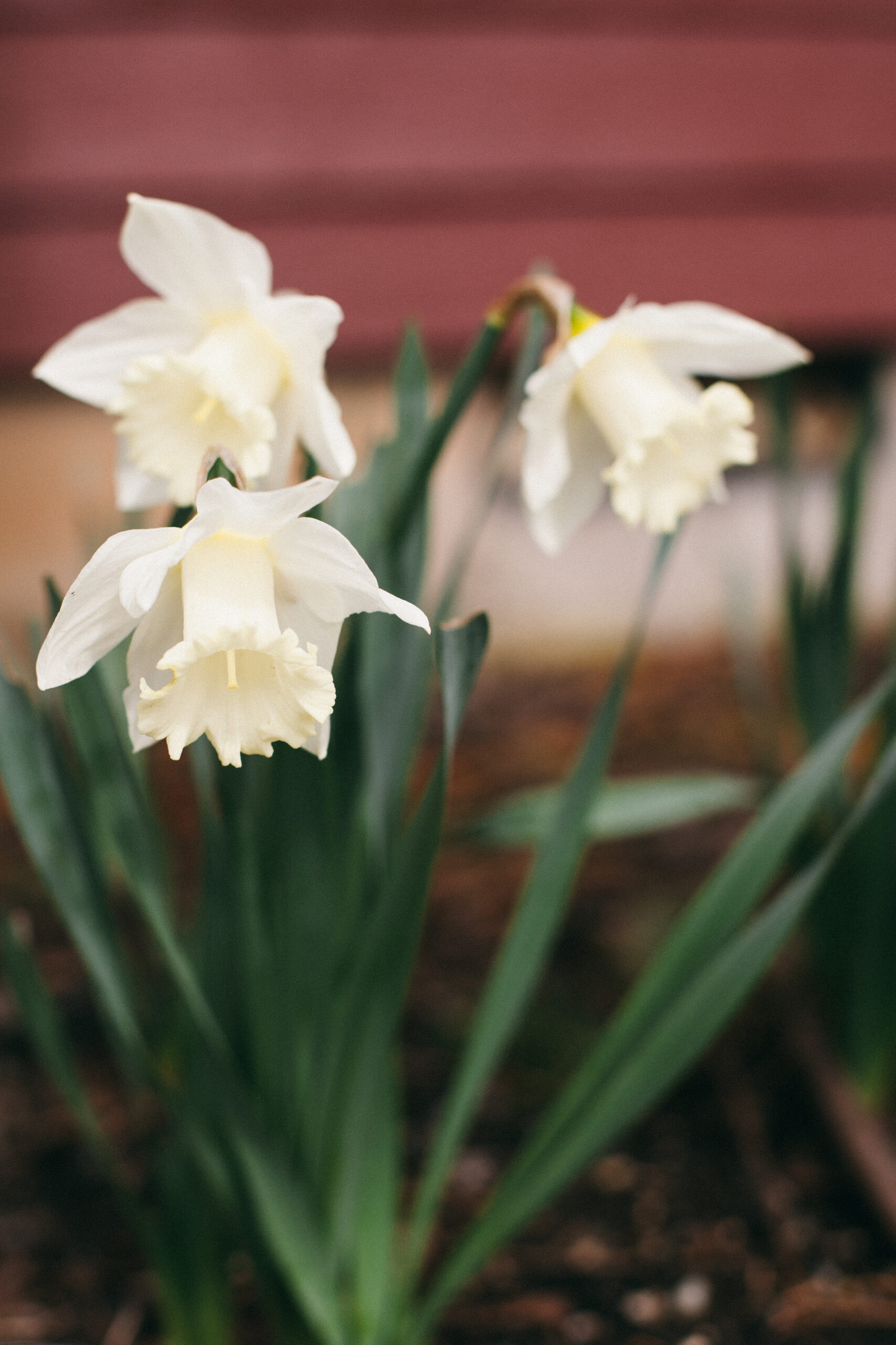 Six Spring flowers you don’t want to miss - Potager Online