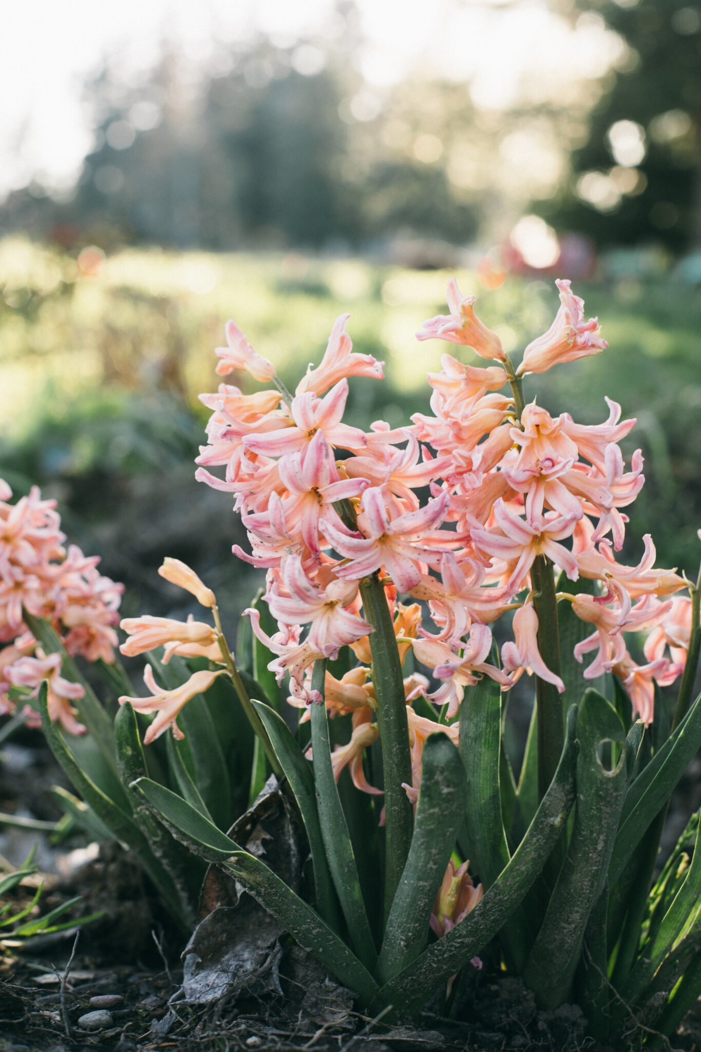 Six Spring flowers you don’t want to miss - Potager Online