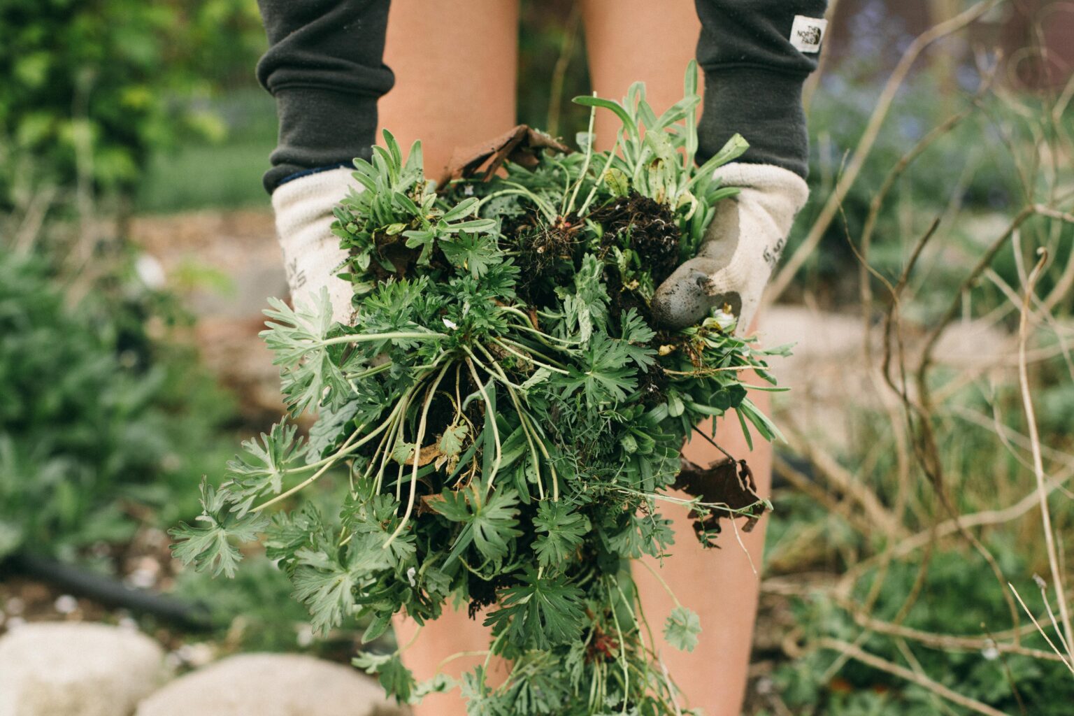Dealing with pesky weeds in the garden - Potager Online