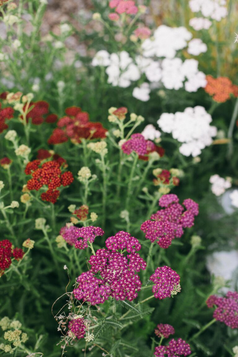 Six Summer flowers you can’t miss! - Potager Online
