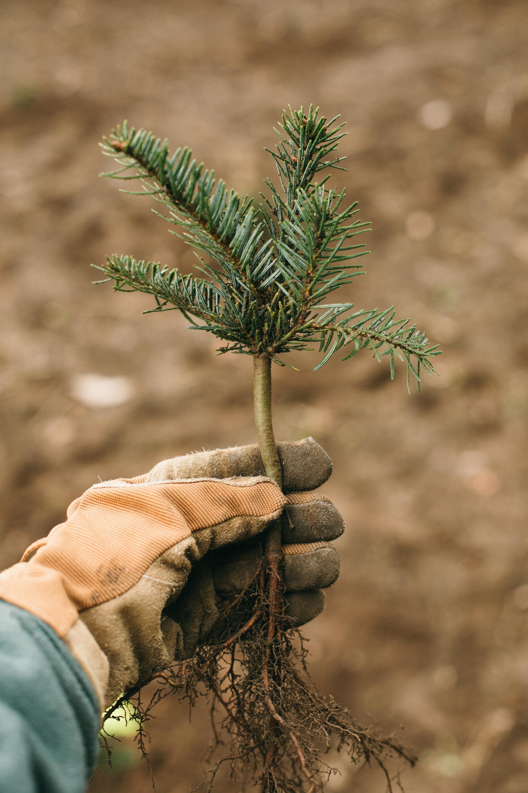 A homestead dream of Christmas trees? - Potager Online