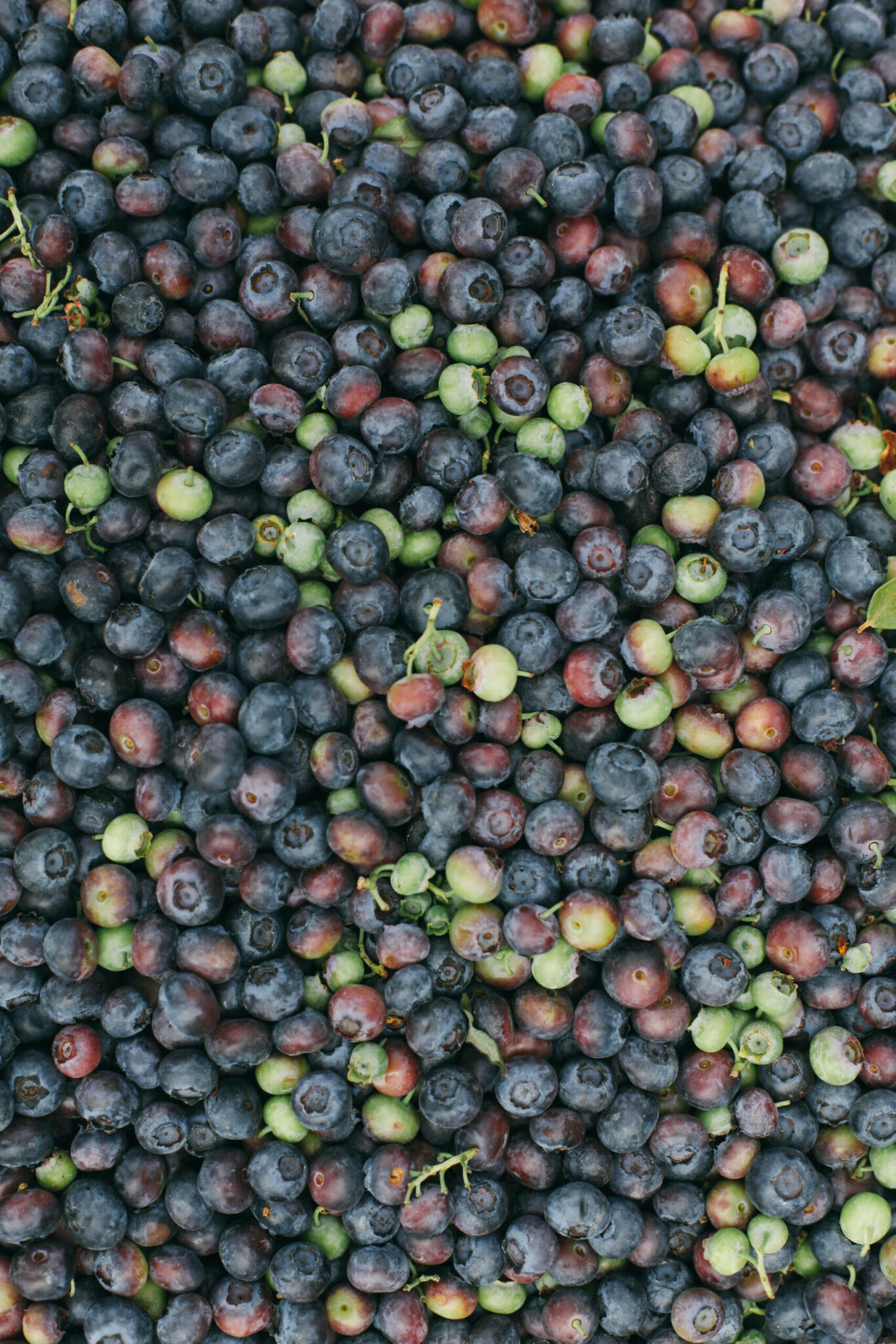 Easy Weekday Blueberry Muffins - Potager Online